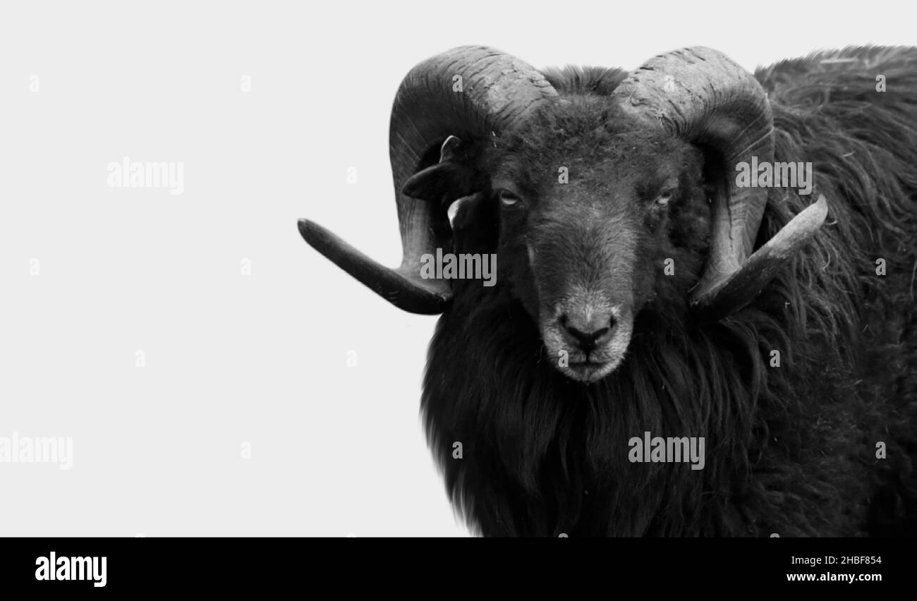 Black Big Round Horn Sheep Closeup Face Stock Photo - Alamy