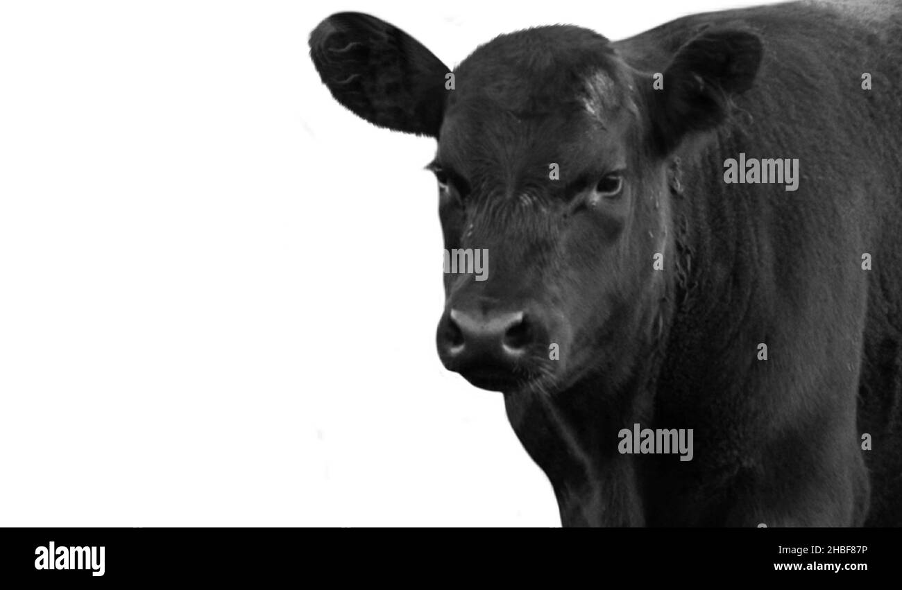 Dairy cattle young grass Black and White Stock Photos & Images - Alamy