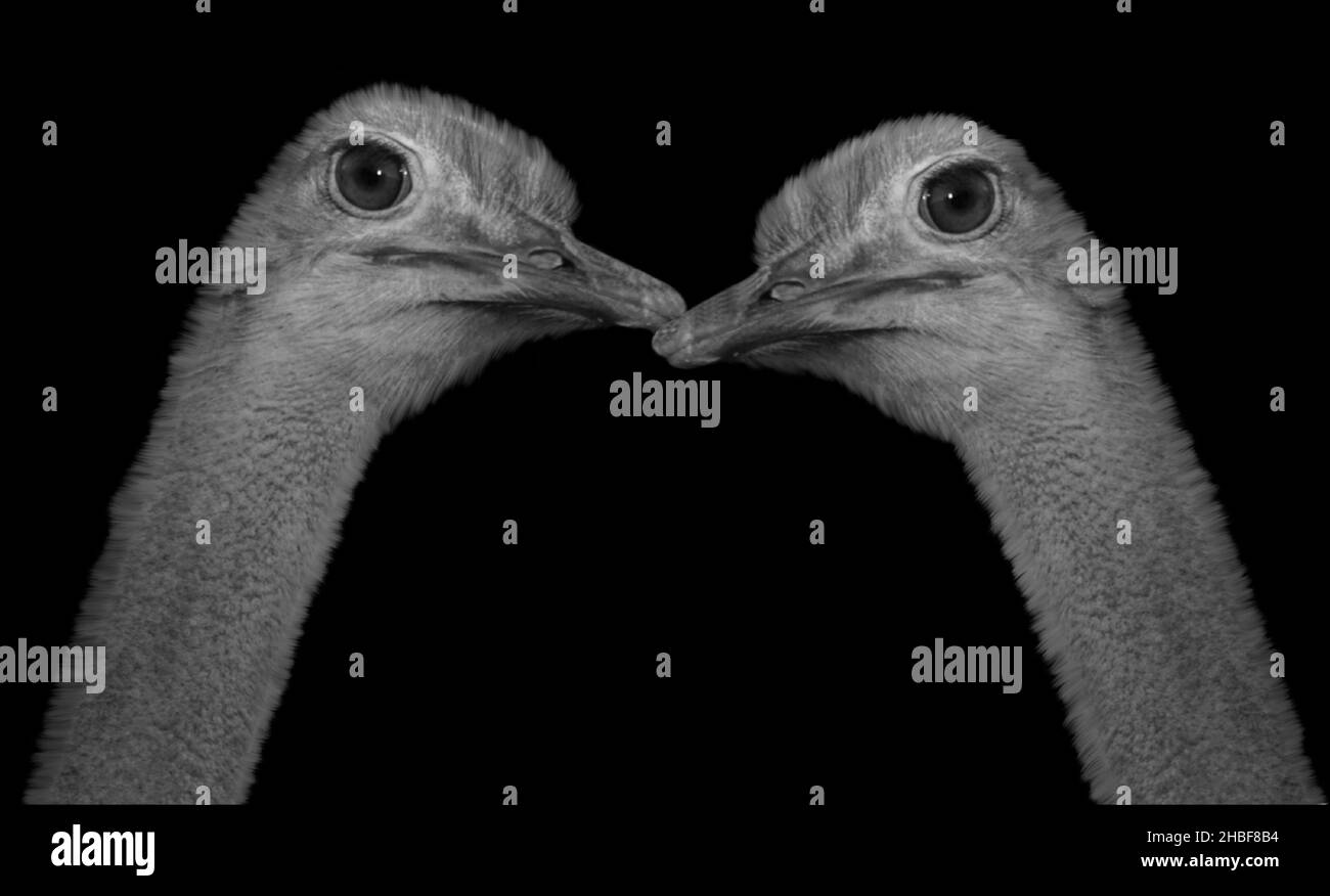 Long neck birds hi-res stock photography and images - Alamy