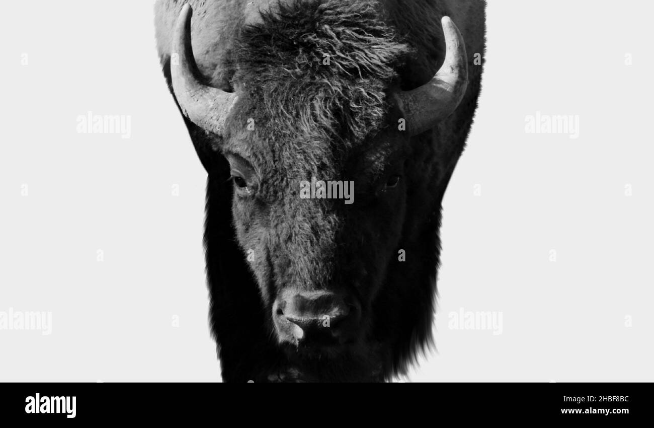 Big Bison Front View Isolated On The White Background Stock Photo - Alamy