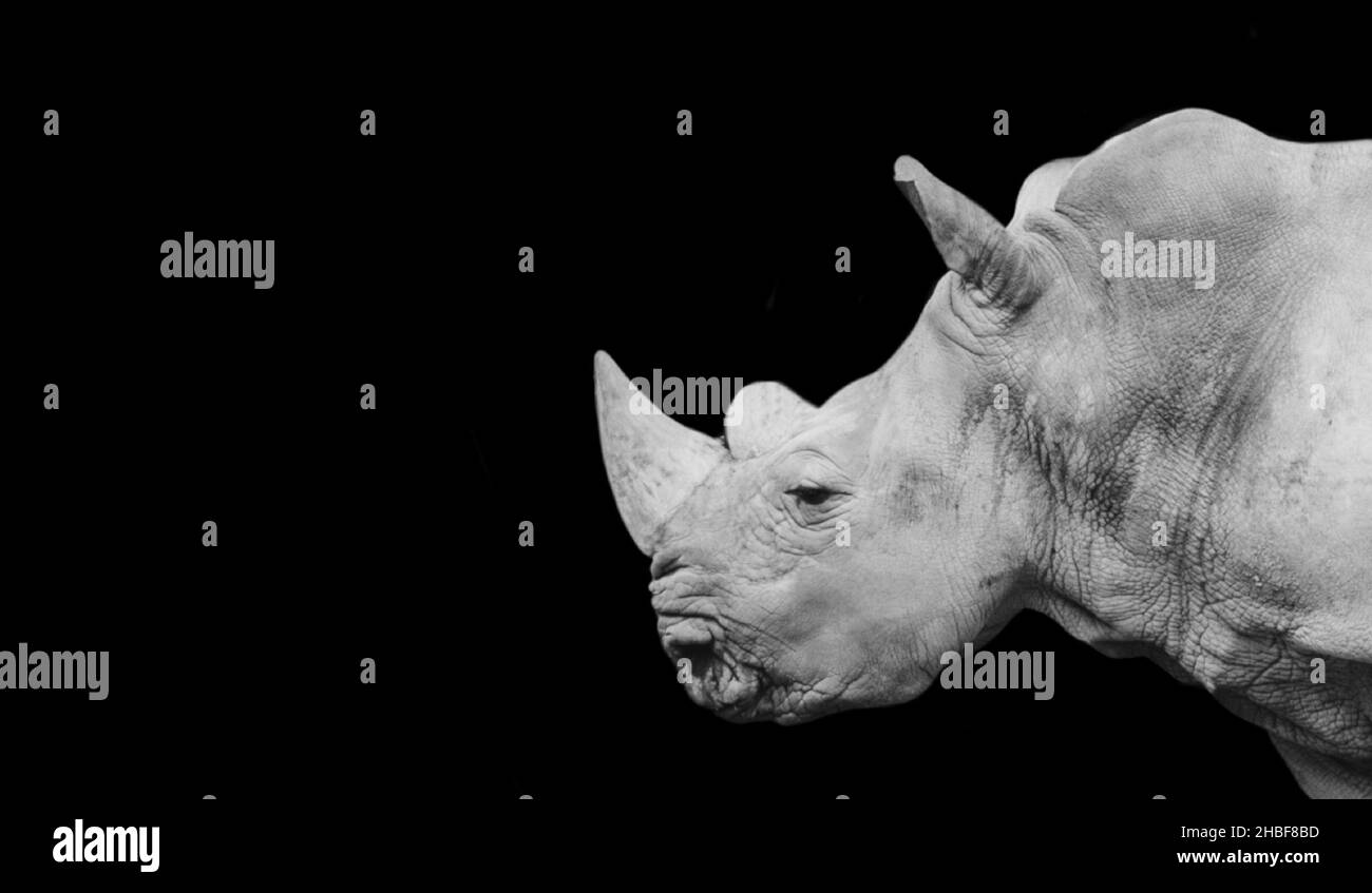 African rhino portrait hi-res stock photography and images - Alamy