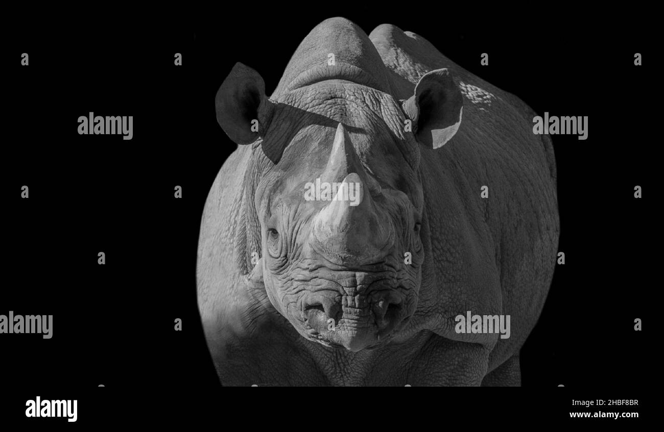 Big And Heavy Rhino Front View On The Black Background Stock Photo - Alamy