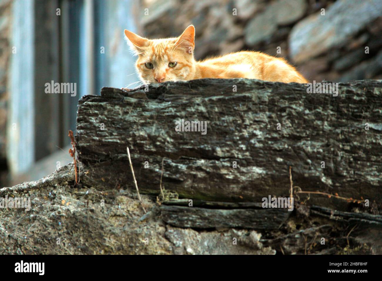 SMALL CAT RESTING Stock Photo - Alamy