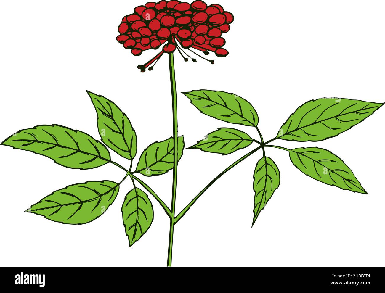 Ginseng illustration Cut Out Stock Images & Pictures - Alamy