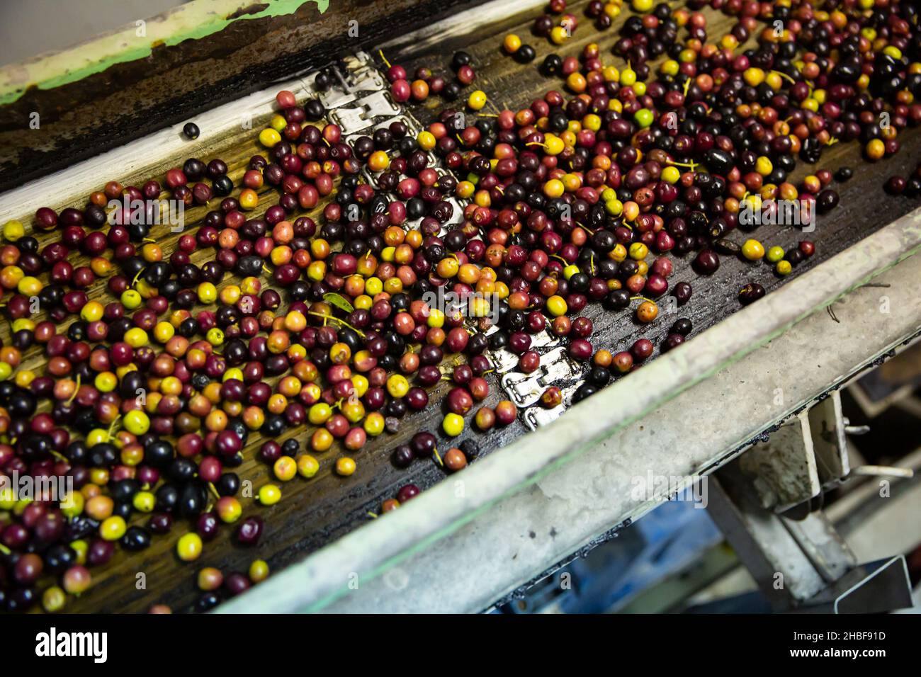 Conveyor transfering olives Stock Photo - Alamy