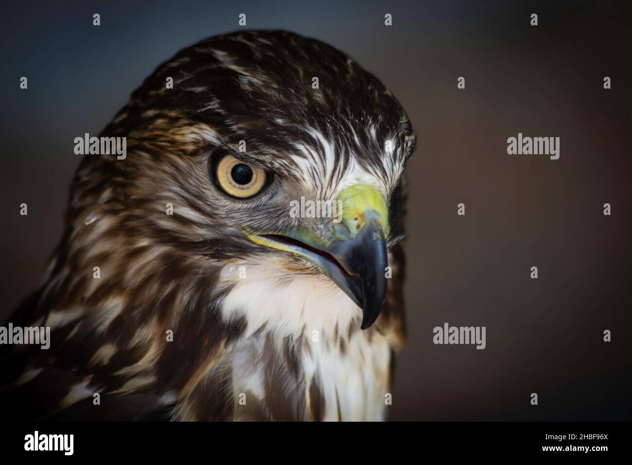 A Red Tailed Hawk looking for food in Alberta Canada Stock Photo - Alamy
