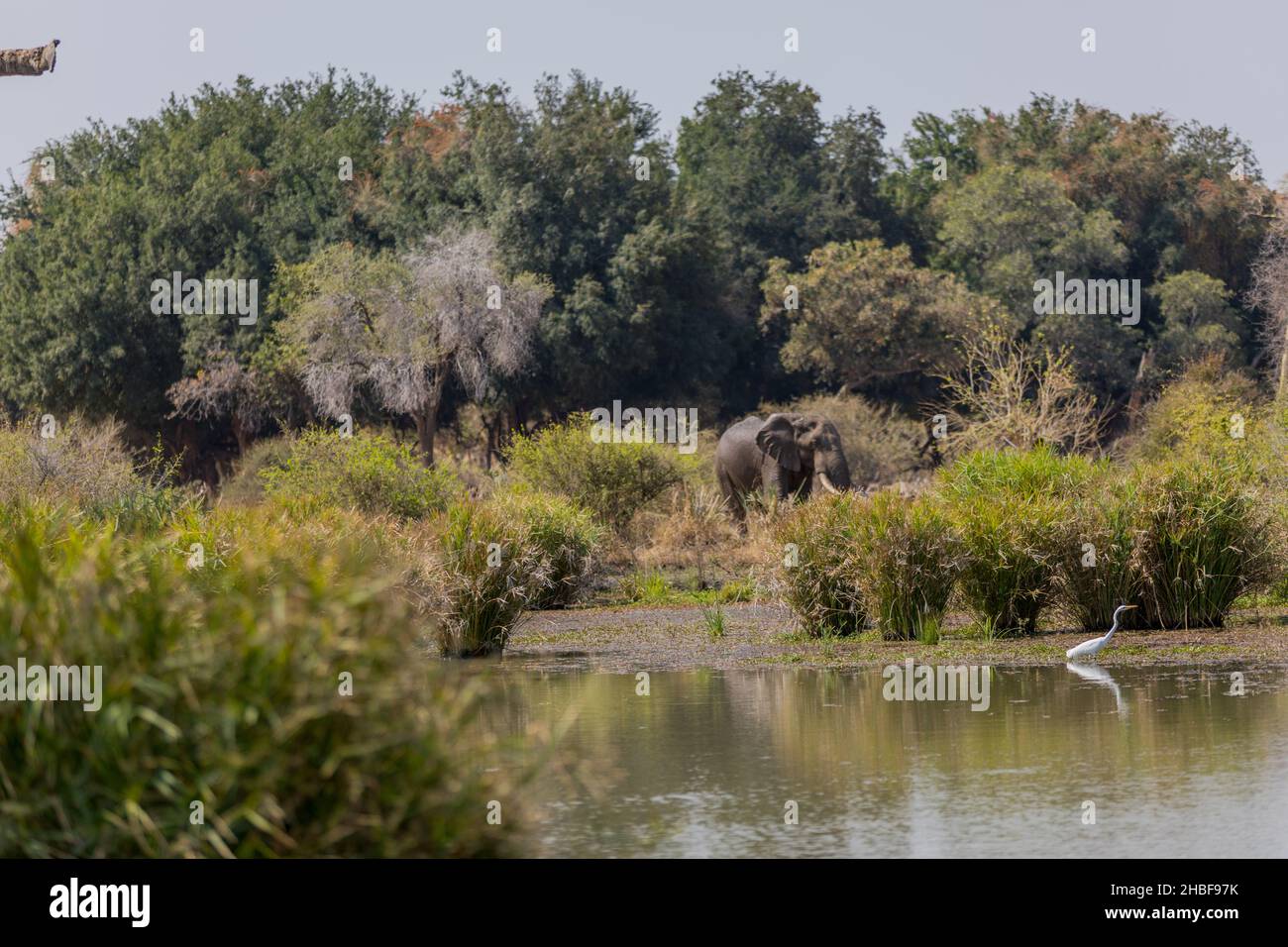 An elephant on the coast of the lake with dense greenery in the ...
