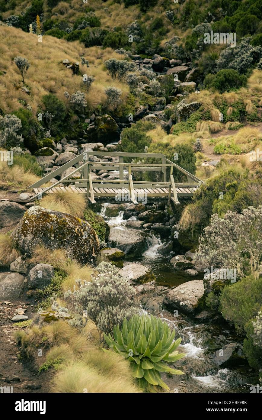 A vertical shot of the small bridge over the river water in the forest ...