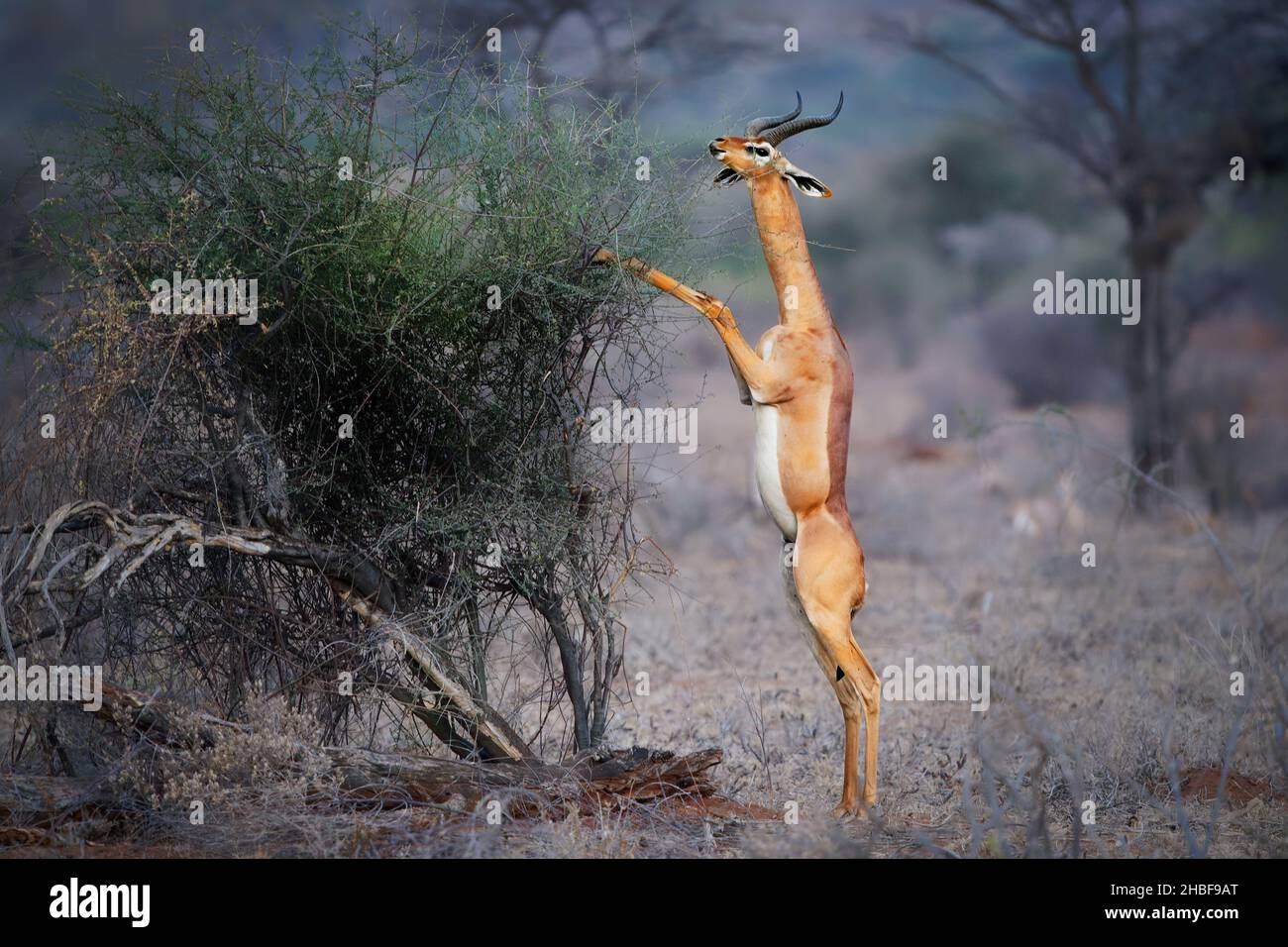Slender hind limb hi-res stock photography and images - Alamy