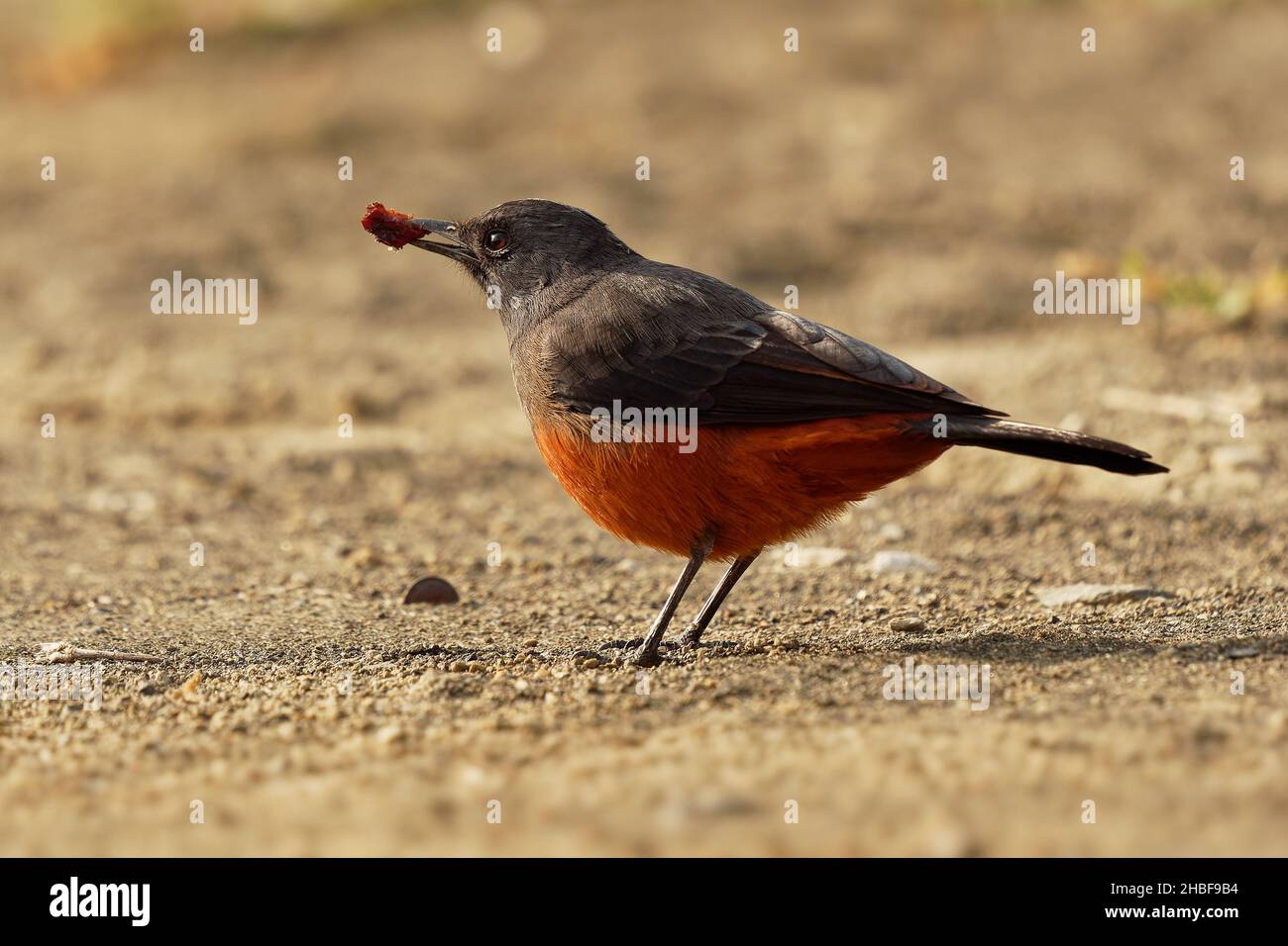 Mocking Cliff-chat - Thamnolaea cinnamomeiventris or mocking or cliff ...