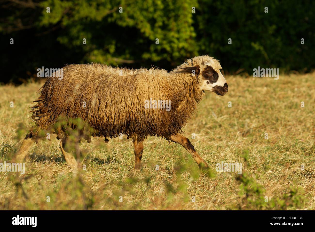 Sheep on the grass meadow in mountains, farmland New Zealand, Scotland ...