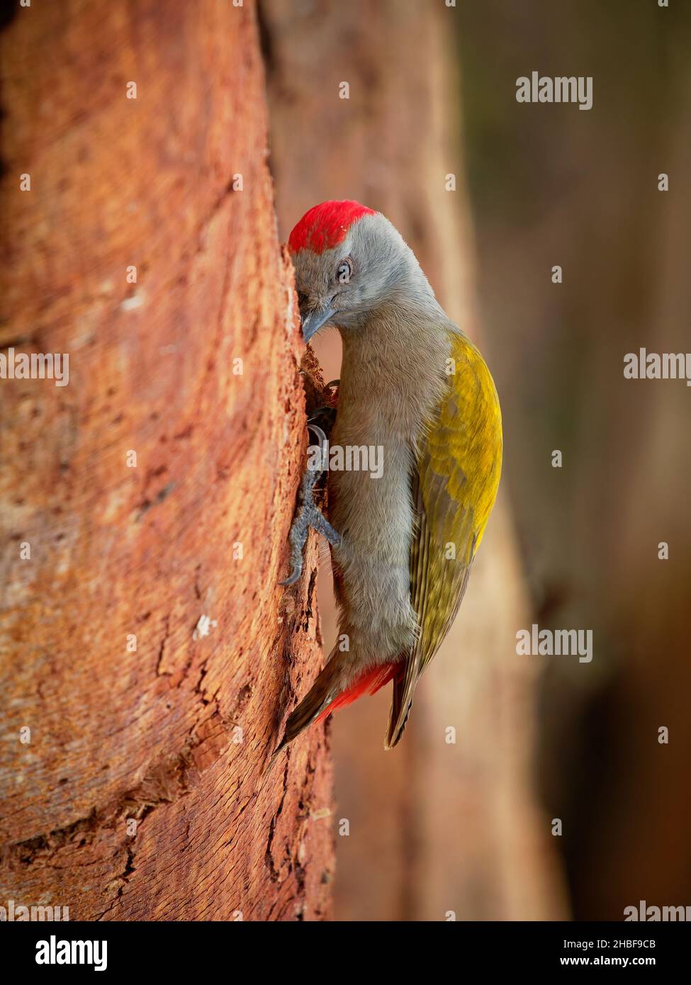 Gray-headed Woodpecker - Dendropicos (Chloropicus) spodocephalus or ...