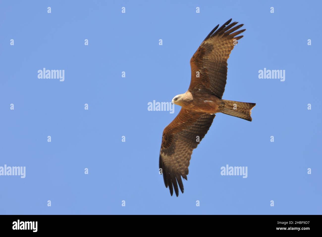 Black Kite - Milvus migrans bird of prey flying on the blue sky ...
