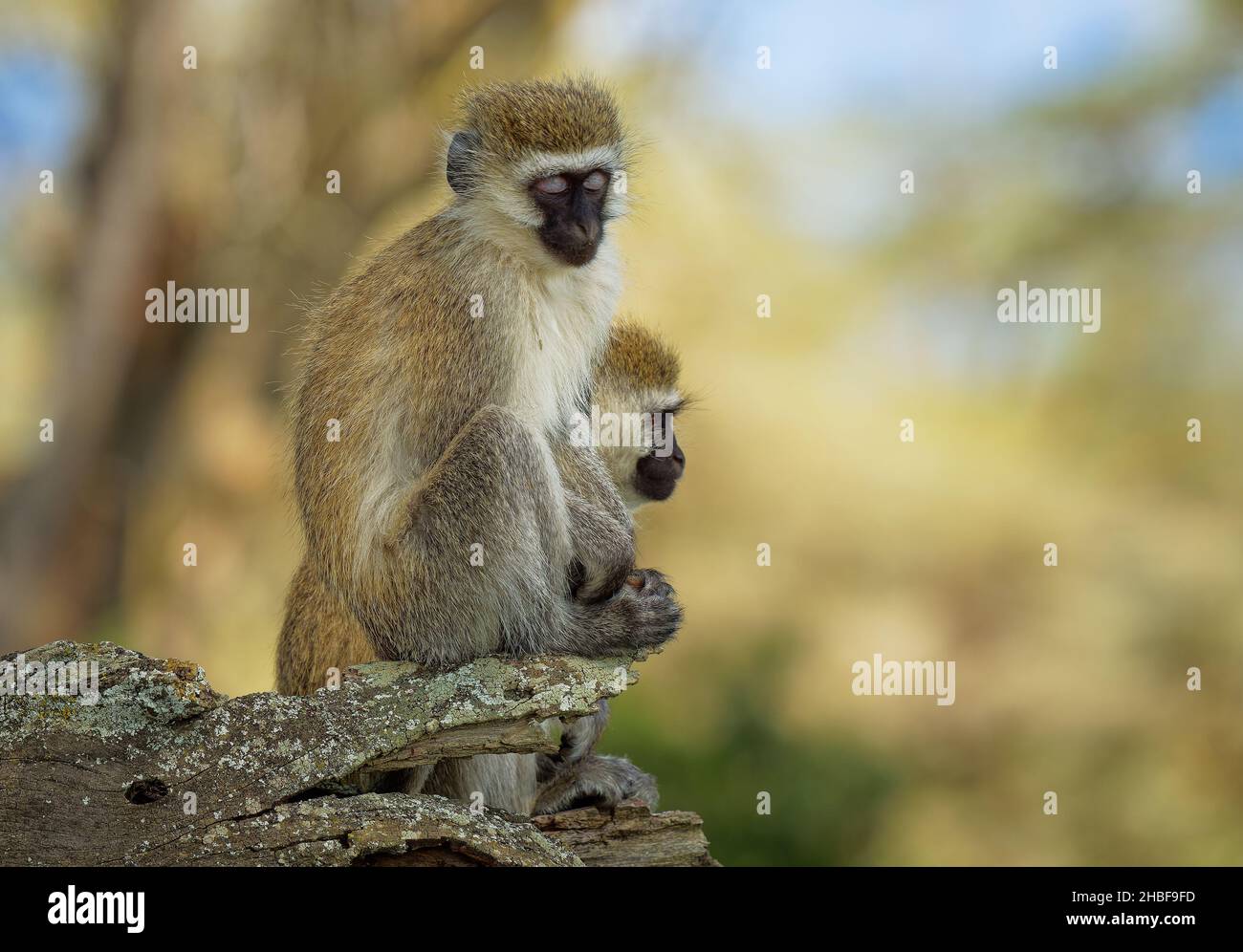 Vervet Monkey - Chlorocebus pygerythrus - two monkeys of ...