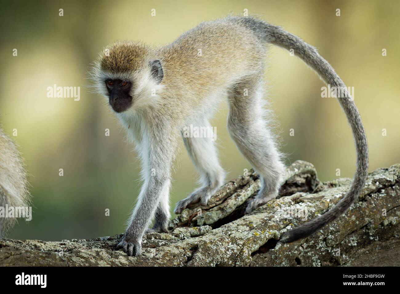Vervet Monkey - Chlorocebus pygerythrus - monkey of Cercopithecidae ...