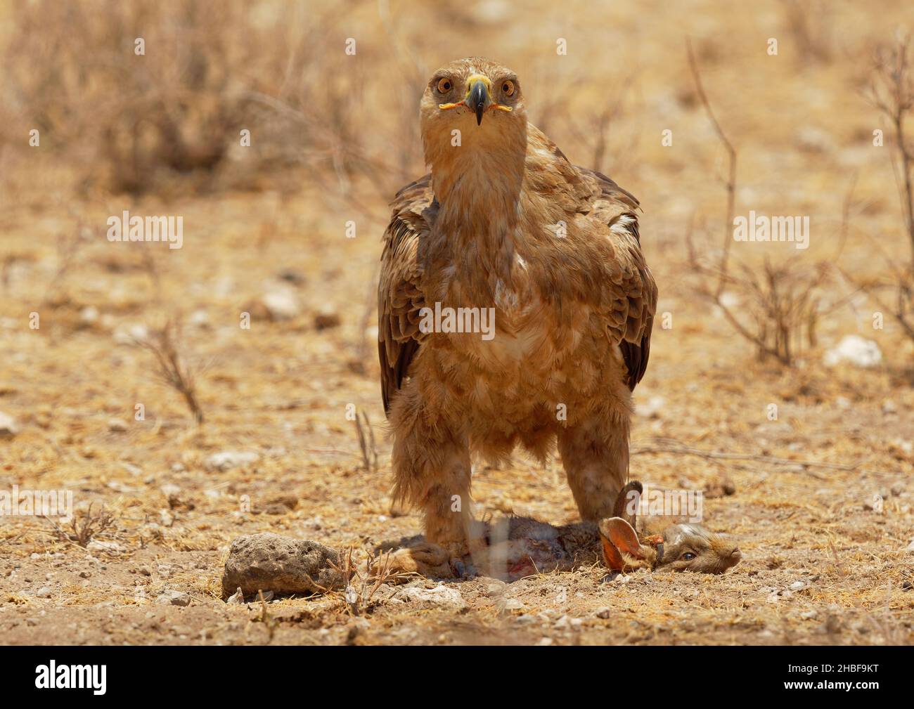 Tawny Eagle - Aquila rapax large bird of prey family Accipitridae ...