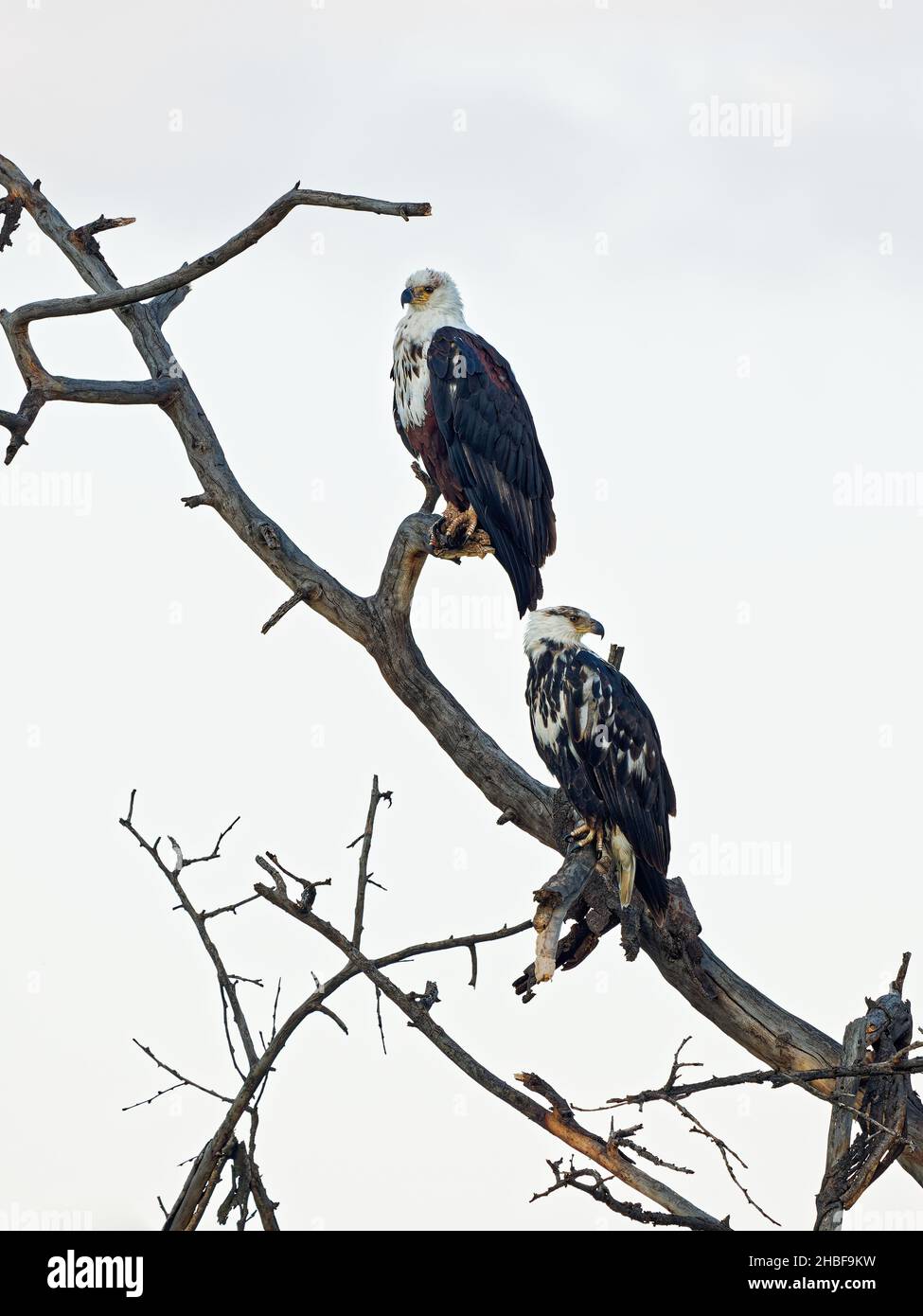 African Fish-eagle - Haliaeetus vocifer large species of white and ...