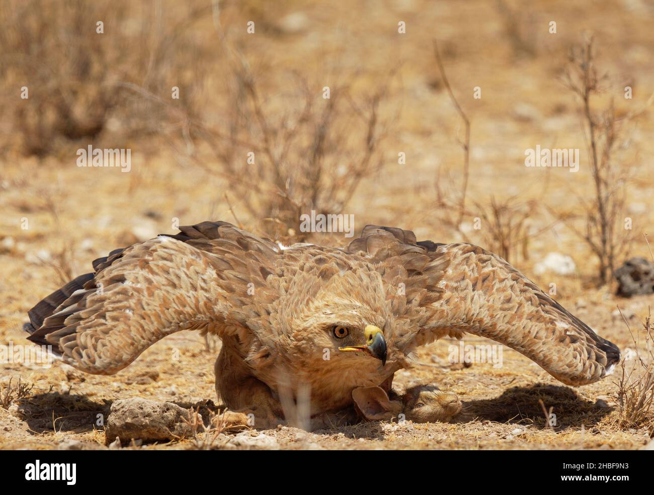 Tawny Eagle - Aquila rapax large bird of prey family Accipitridae ...