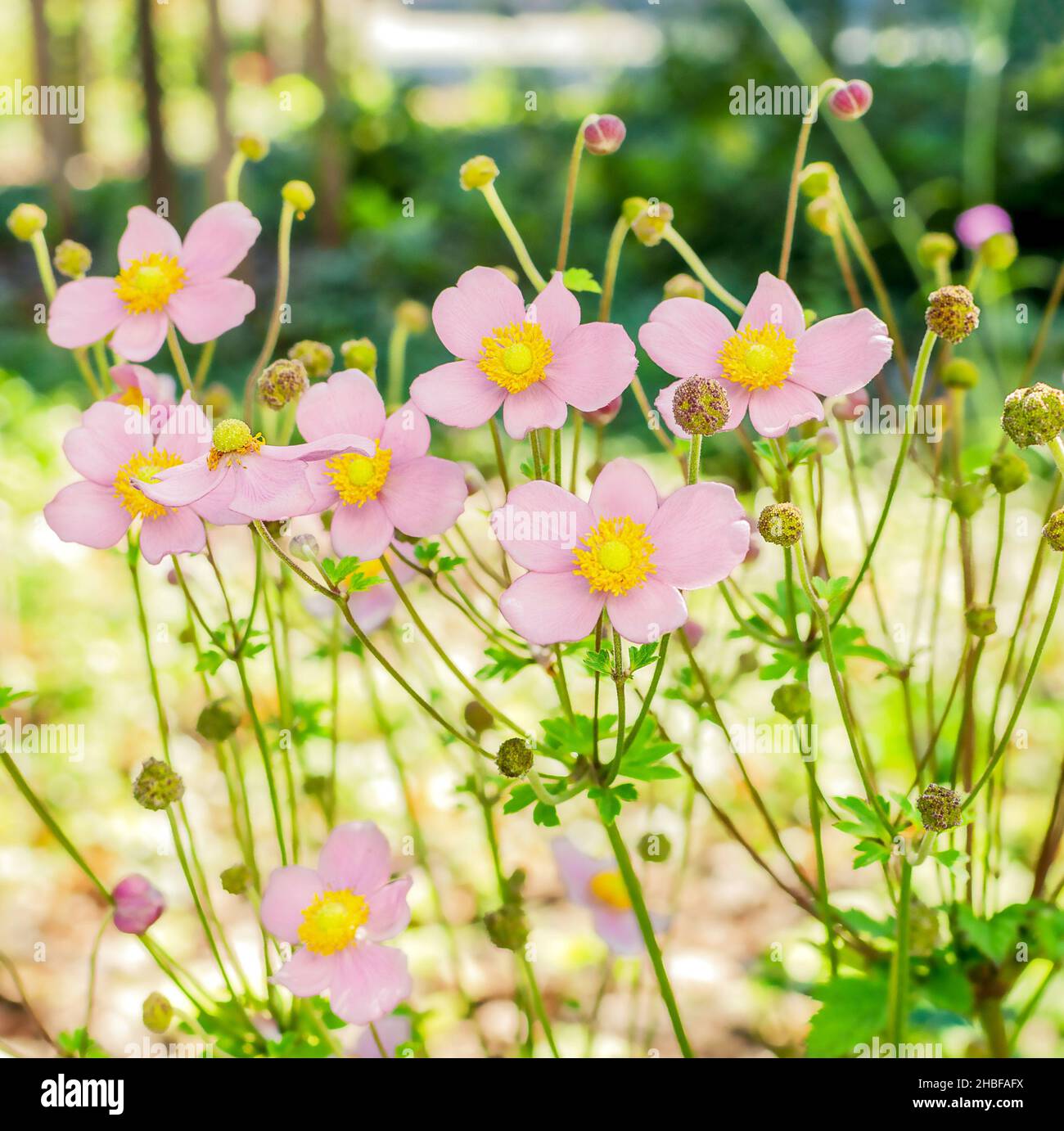 Natural Colorful Flowers