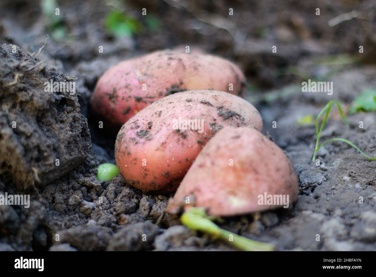 CLoseup view of red potatoes desiree on ground and soil. Organic ...