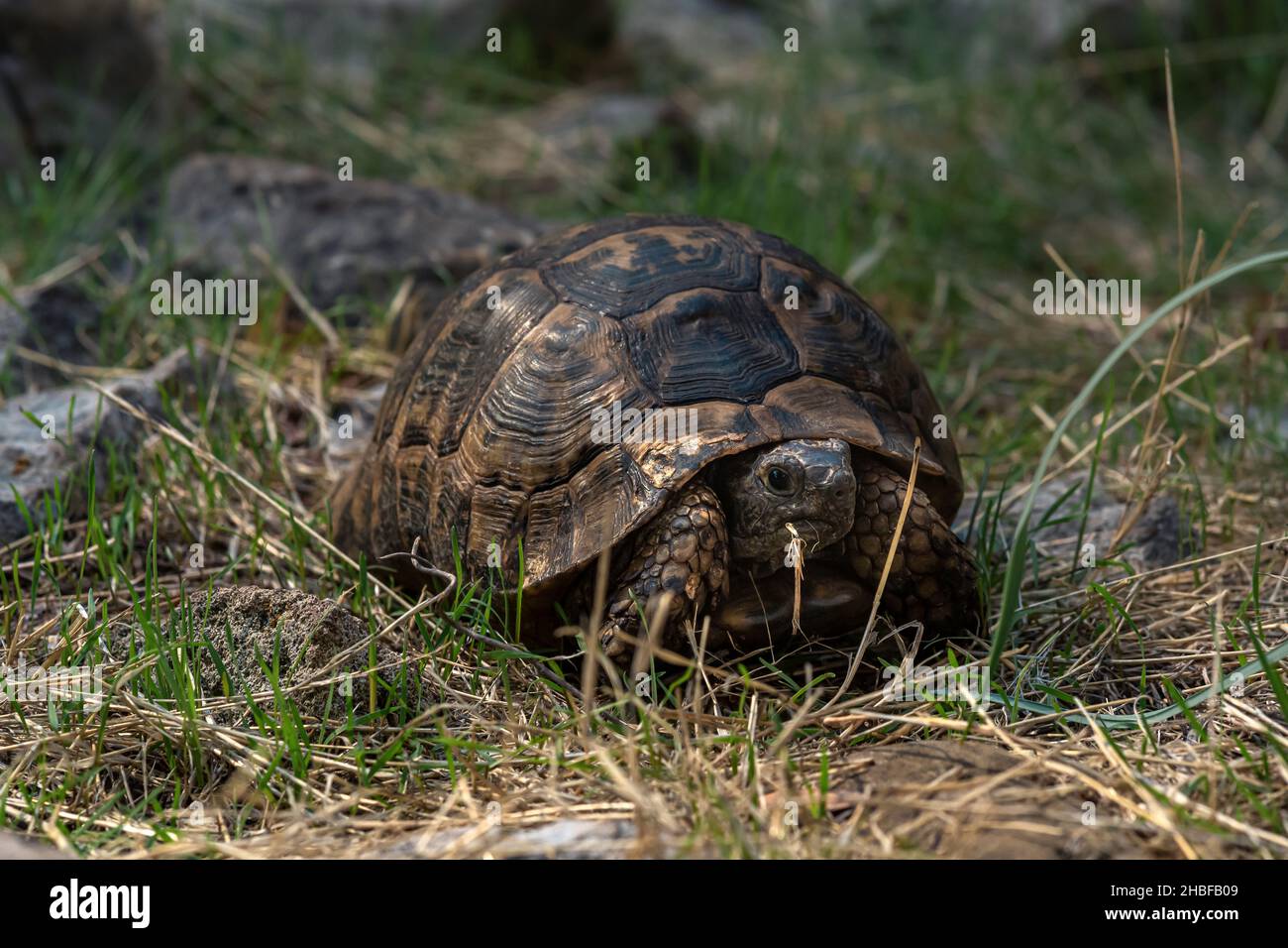 greek tortoise Testudo graeca in natural habitat Stock Photo - Alamy