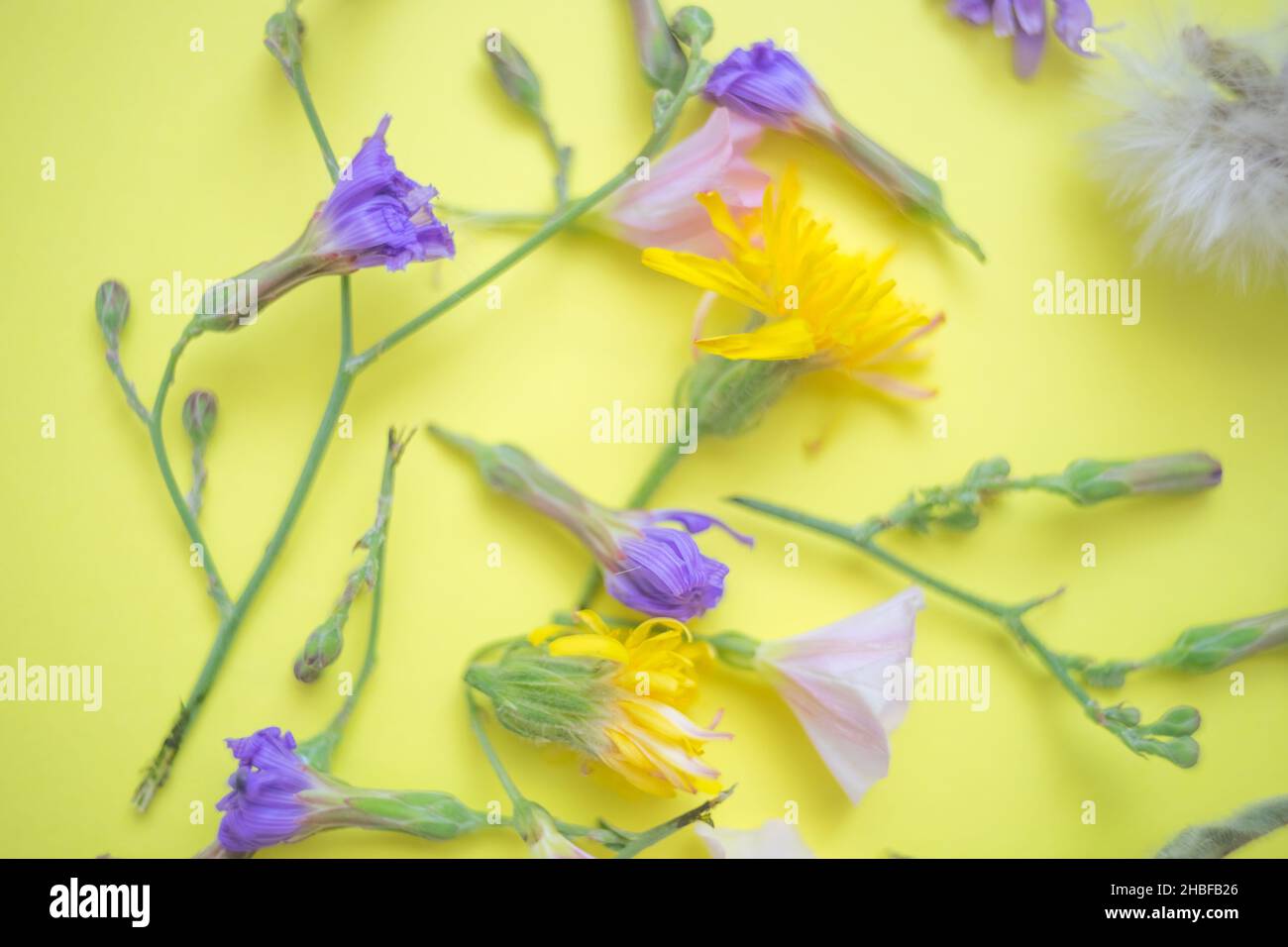 Lovely pollen flowers on the yellow table Stock Photo - Alamy