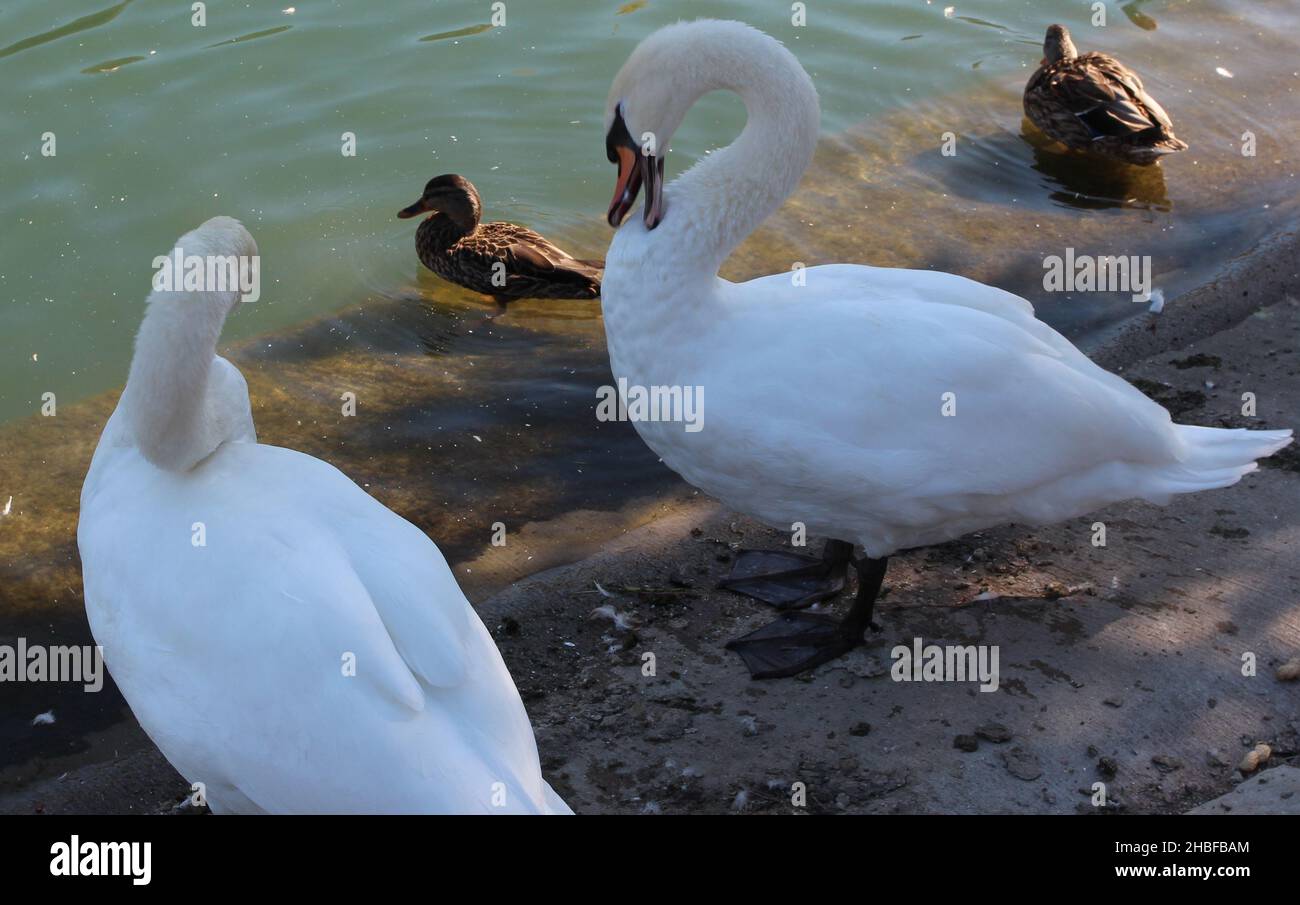 Two Mute Swans, Cygnus olor, and two female Mallard Ducks, standing at ...