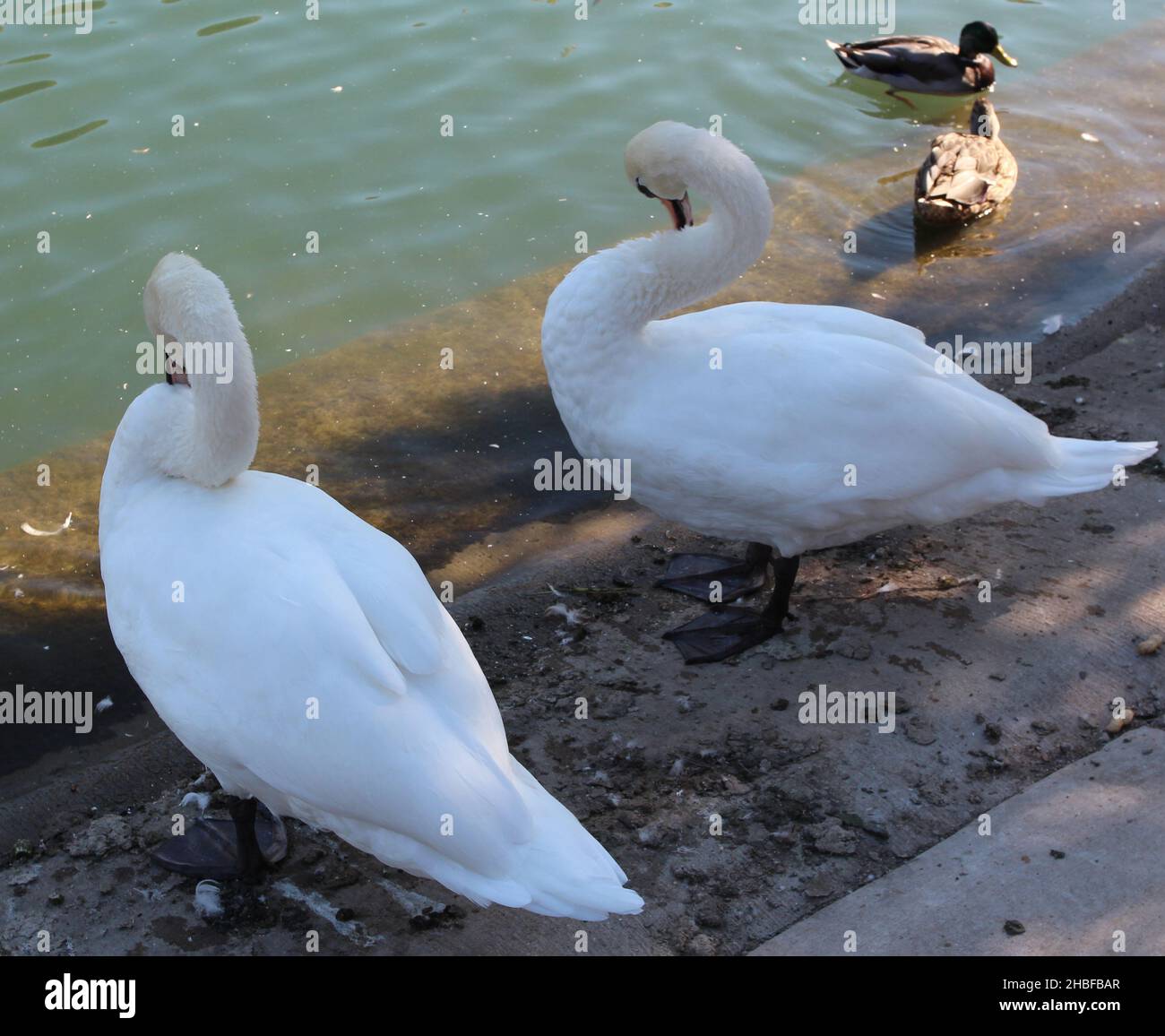 A pair of Mute Swans, Cygnus olor, and a pair of Mallard Ducks ...