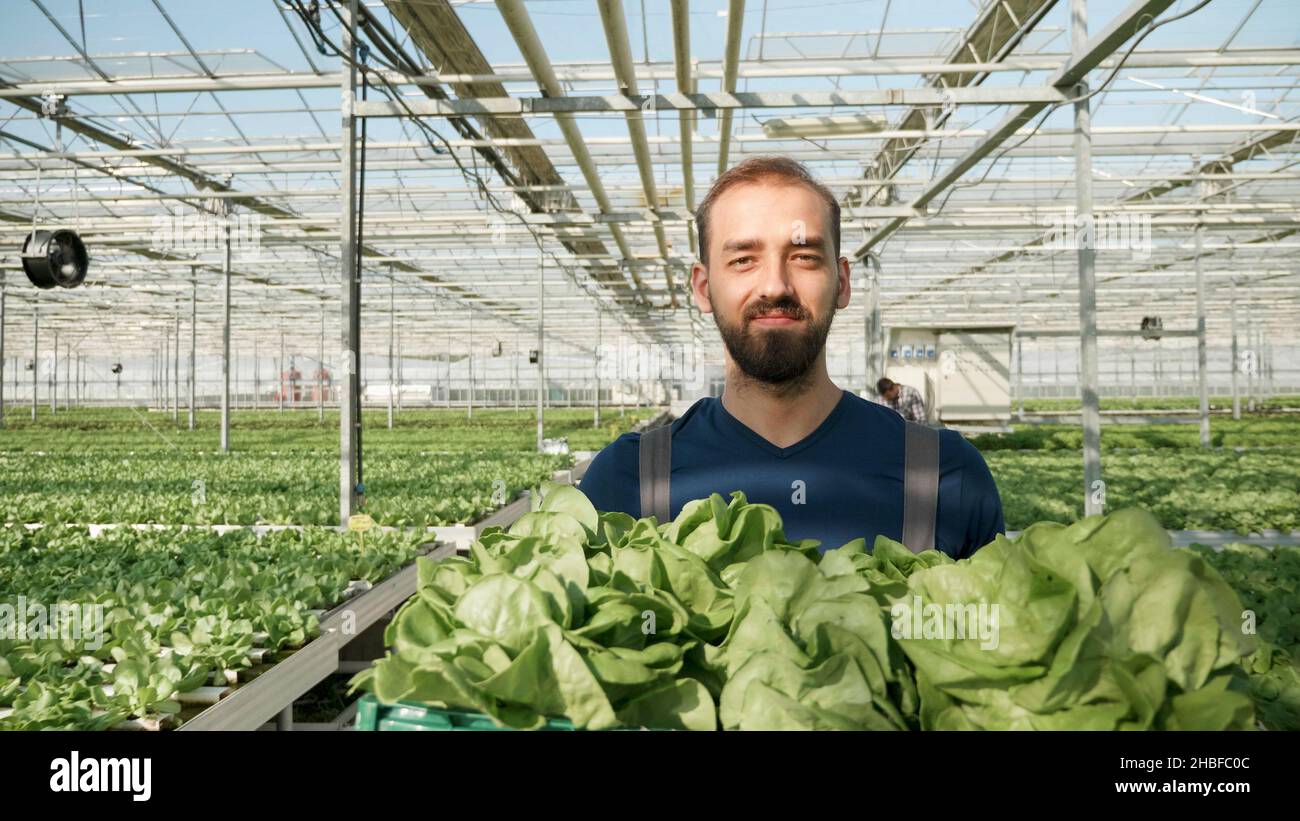 Portrait of agricultural grower man working in greenhouse harvesting ...