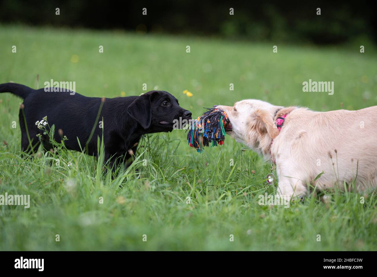 Tugging toy hi-res stock photography and images - Alamy