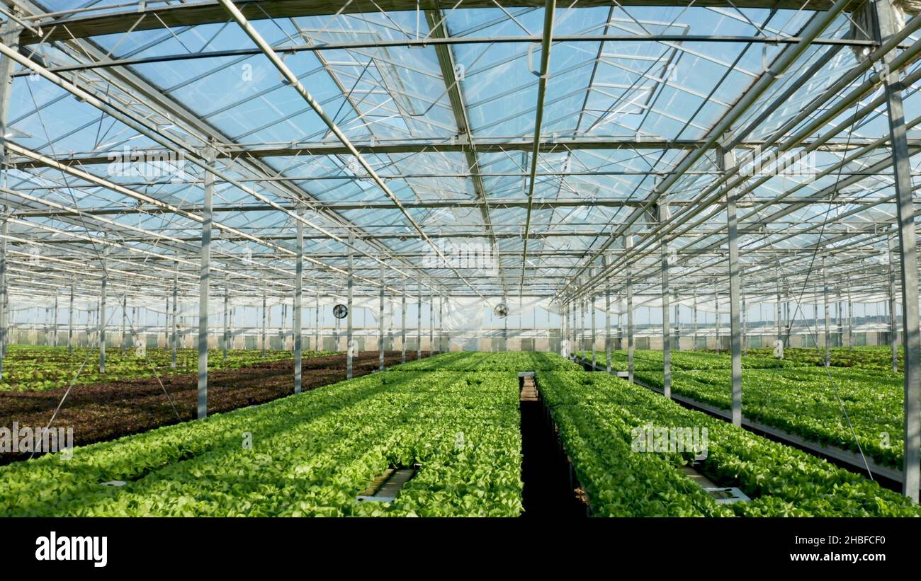 Empty greenhouse plantation with nobody in it having organic fresh ...