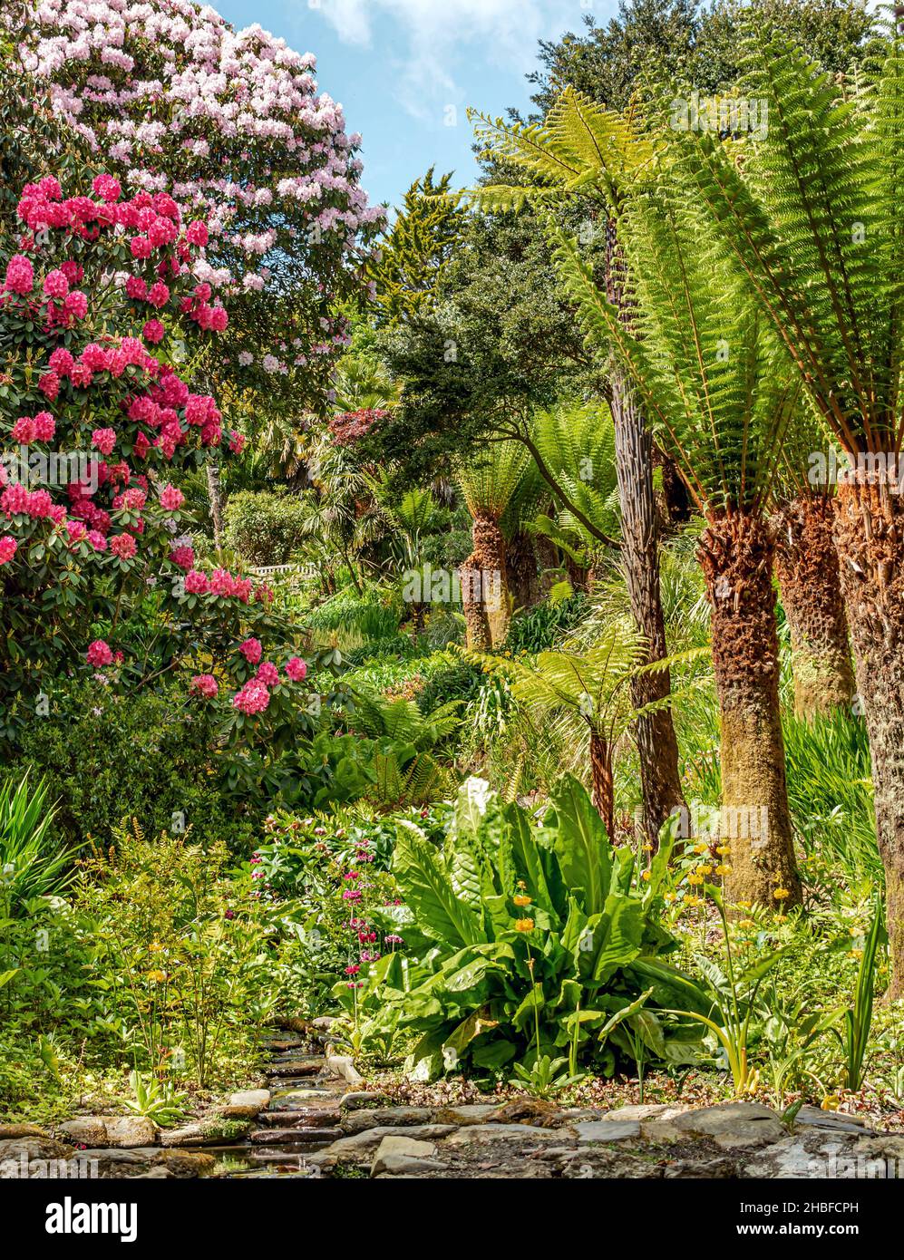 Subtropical Cascade Water Garden at the center of Trebah Garden ...
