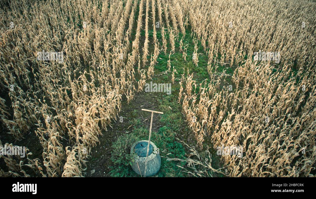 A beautiful shot of plants growing in a farm Stock Photo - Alamy