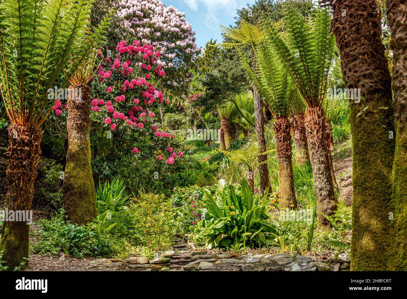 Subtropical Cascade Water Garden at the center of Trebah Garden ...