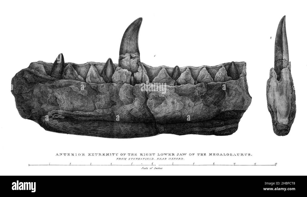 Megalosaurus fossil hi-res stock photography and images - Alamy