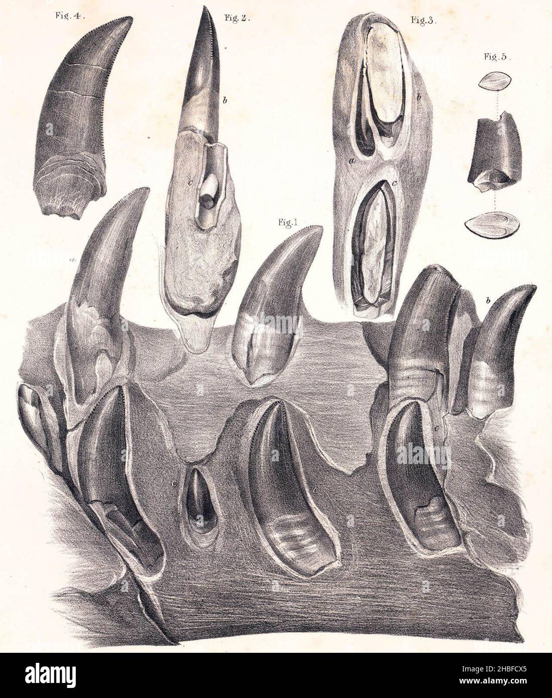 Dentary with replacement teeth, found in 1851 and in 1857 by Owen ...