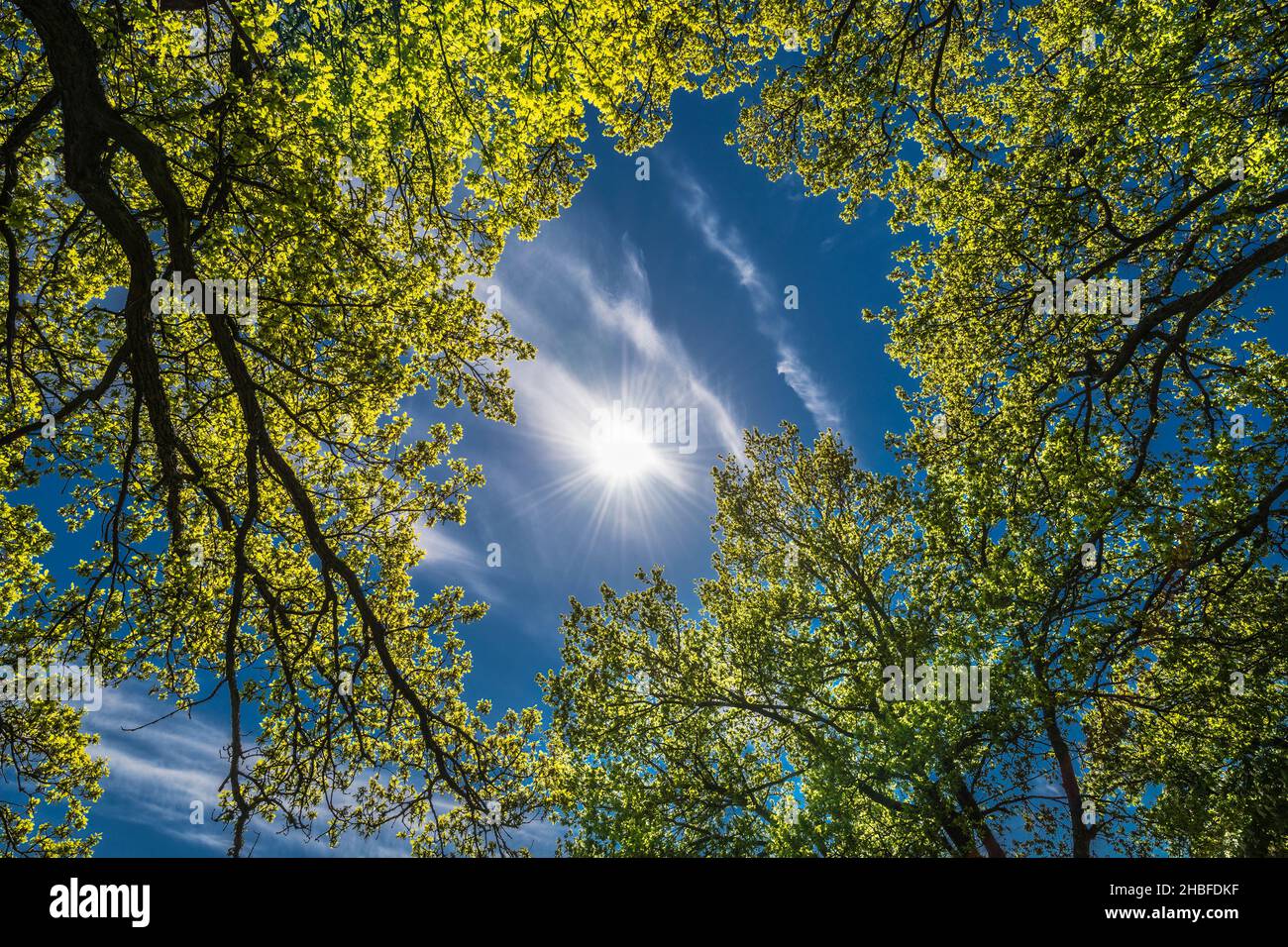 Sun through tall tree hi-res stock photography and images - Alamy