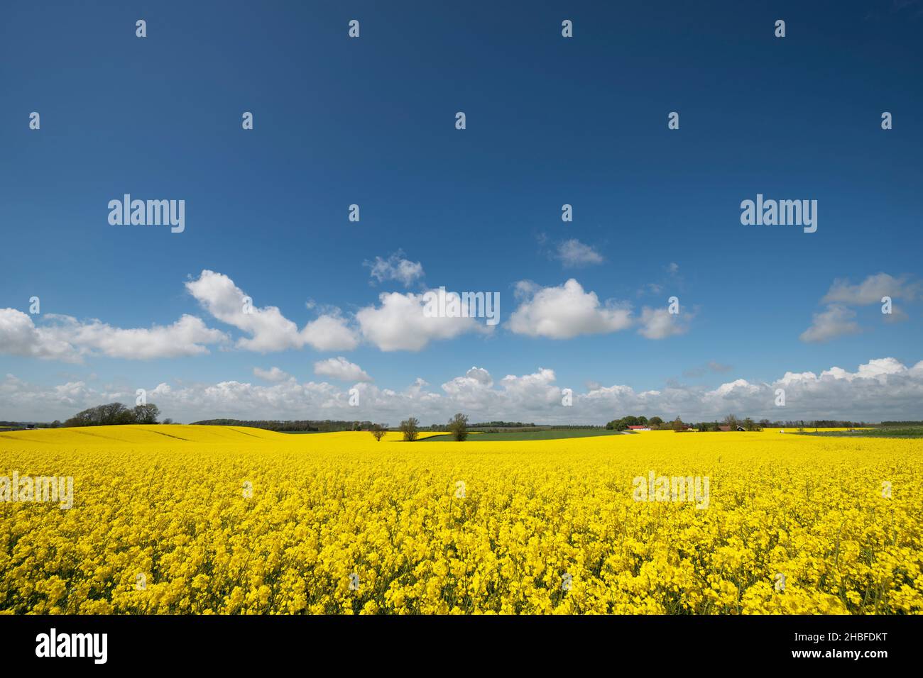 Rape field in Skåne, Sweden Stock Photo - Alamy