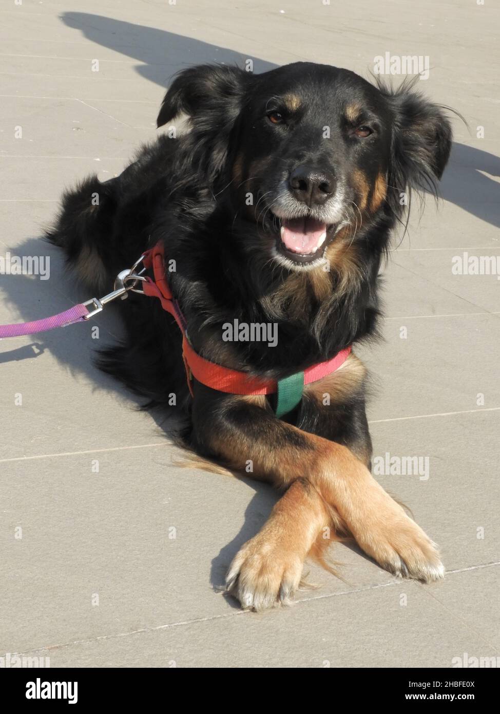 Crossed paws of a dog hi-res stock photography and images - Alamy