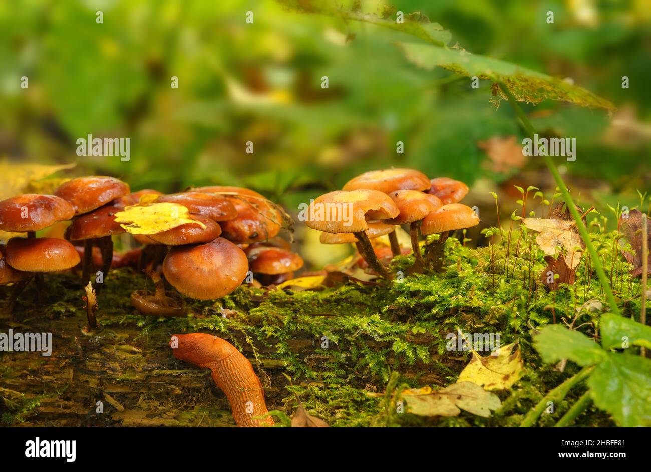 Slug mushrooms hi-res stock photography and images - Alamy