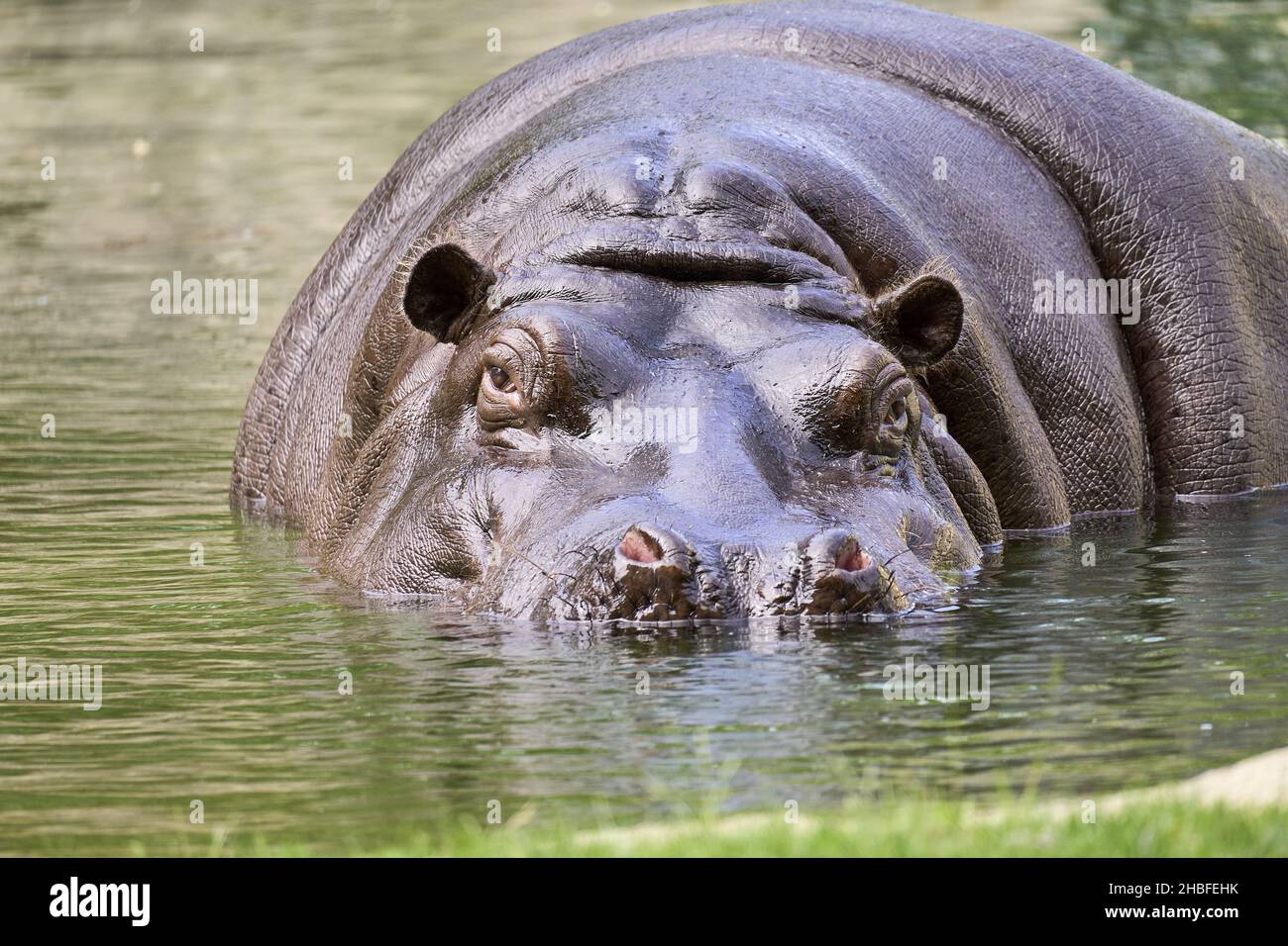 A large Hippo in the water in its natural habitat in summer Stock Photo ...