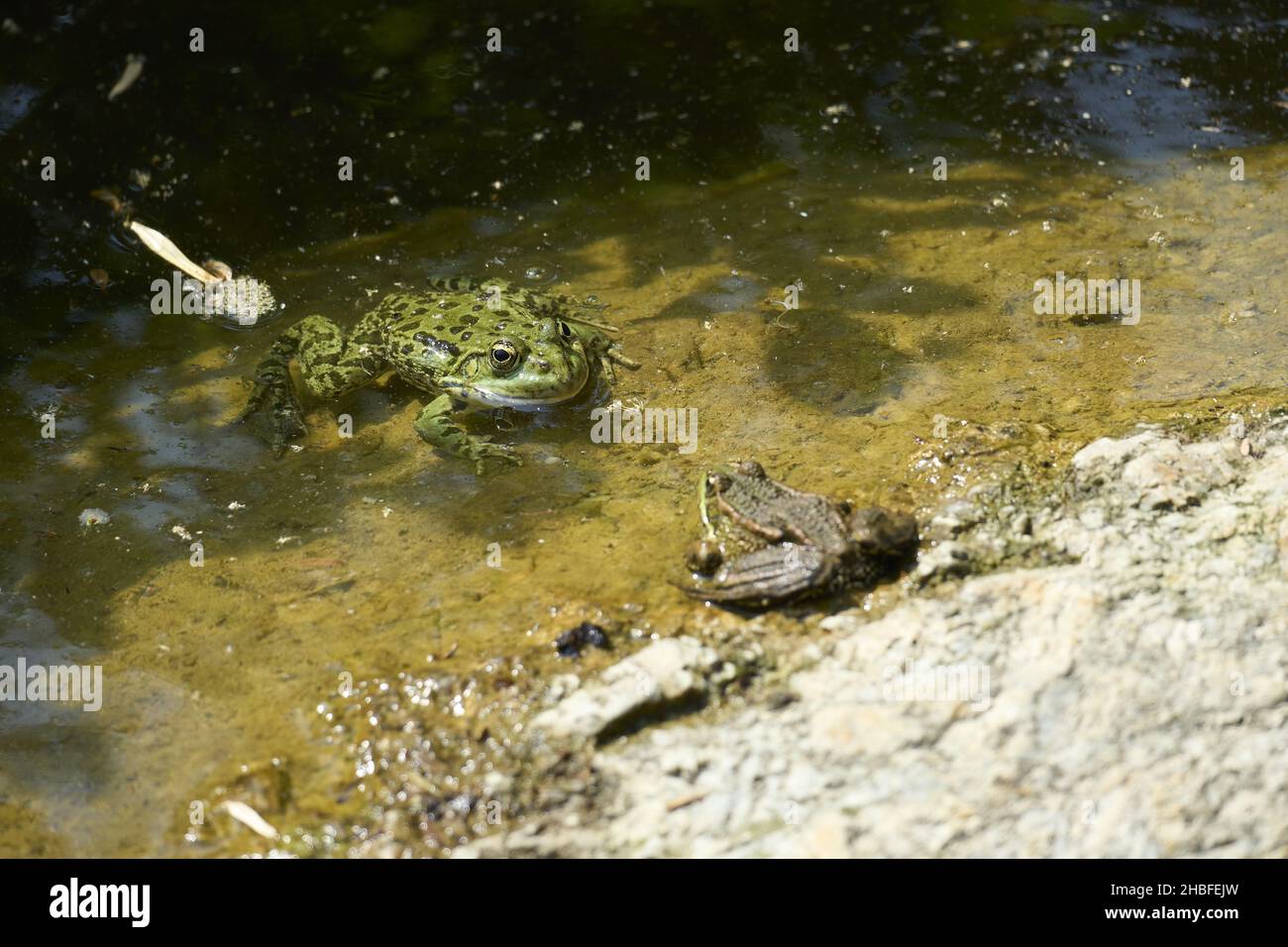 A green marsh frog in the pond in summer Stock Photo - Alamy