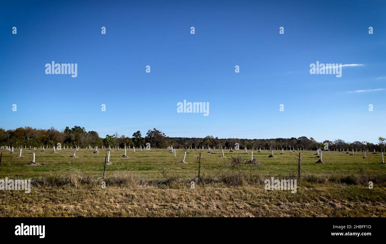 Side pan of a baby pecan tree orchard plantation in South Georgia Stock ...