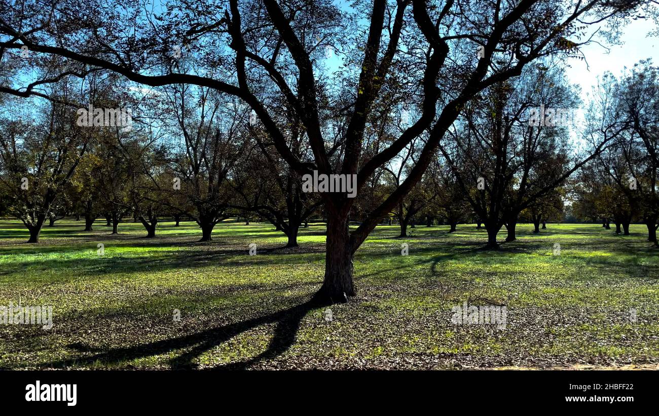 Side pan of a baby pecan tree orchard plantation in South Georgia Stock ...