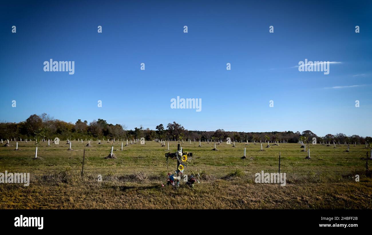 Side pan of a baby pecan tree orchard plantation in South Georgia Stock ...