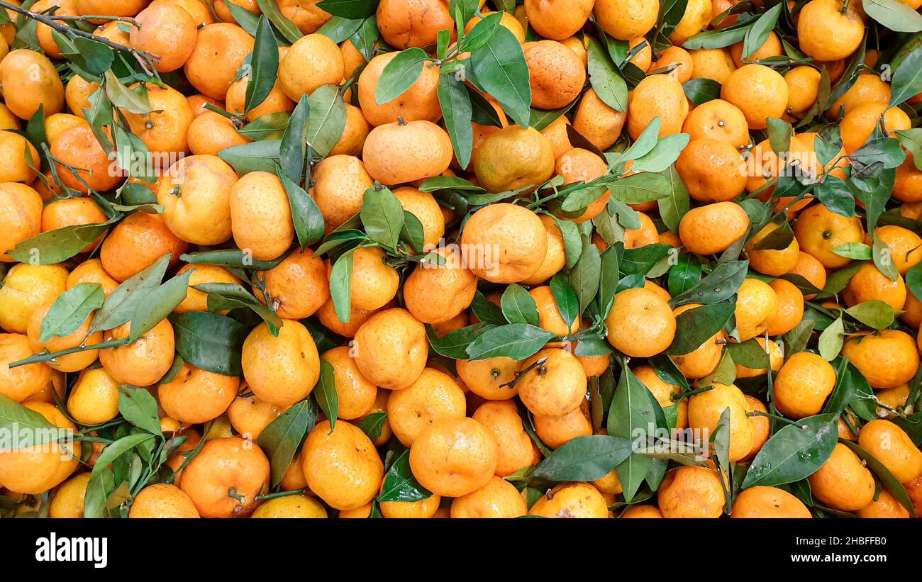 orange or Citrus sp for wallpaper and background. healthy fruit concept ...