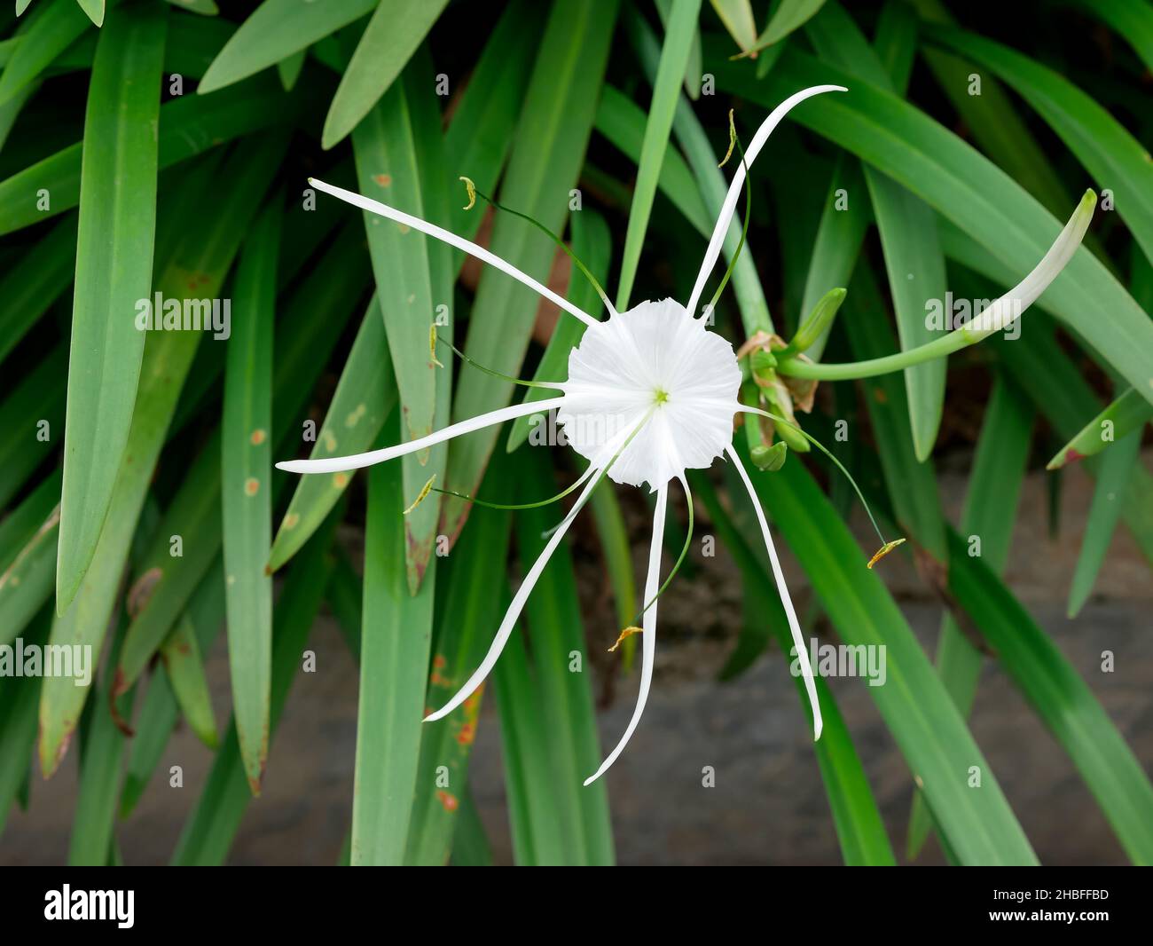 Hymenocallis littoralis or beach spider lily Stock Photo - Alamy