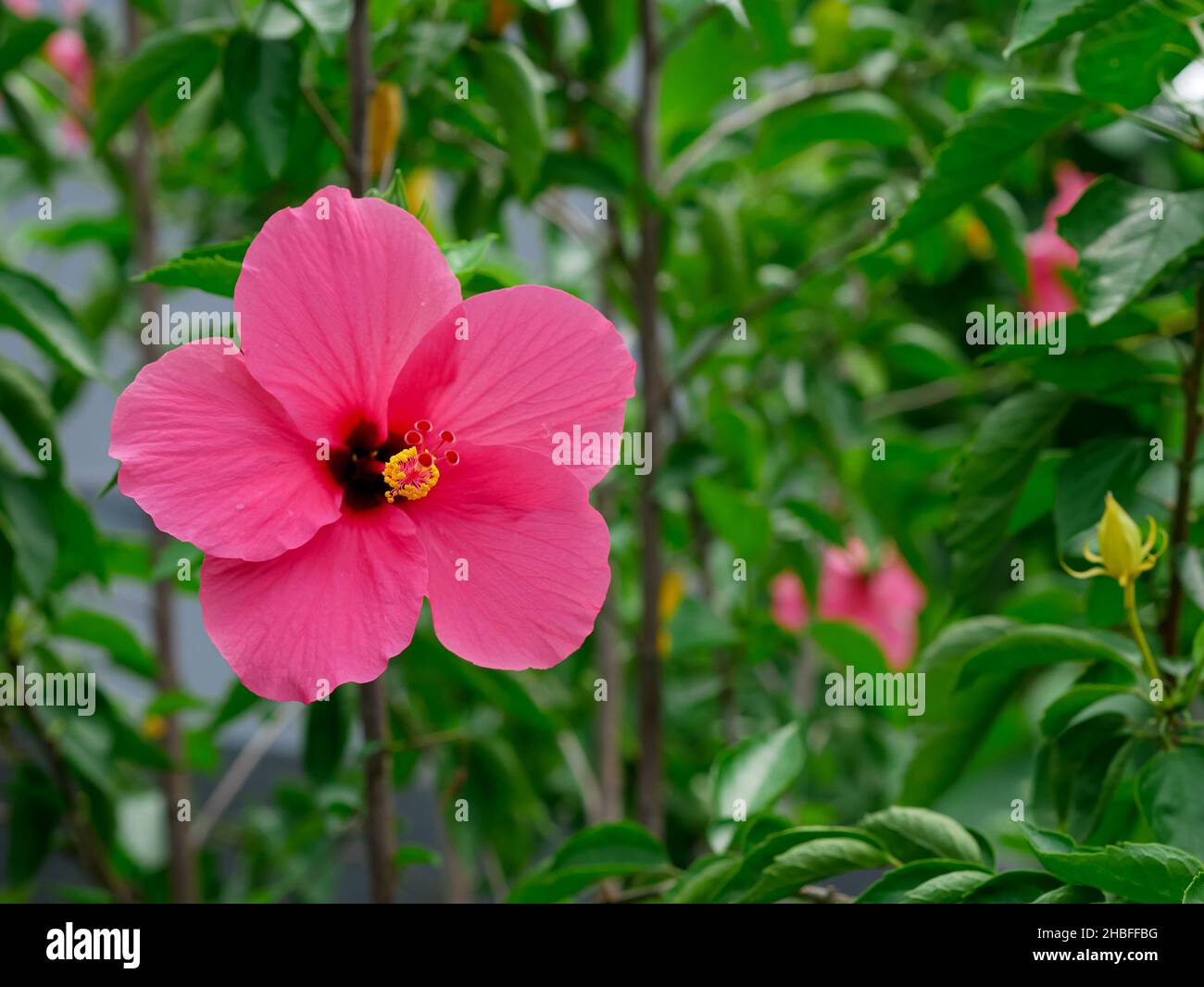 Hibiscus rosa sinensis flower. decorative plants Stock Photo - Alamy