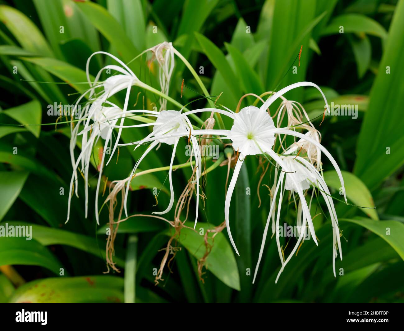 Hymenocallis littoralis or beach spider lily Stock Photo - Alamy