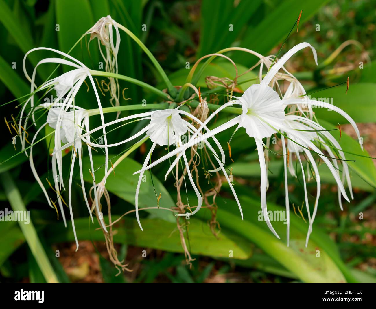 Hymenocallis littoralis or beach spider lily Stock Photo - Alamy